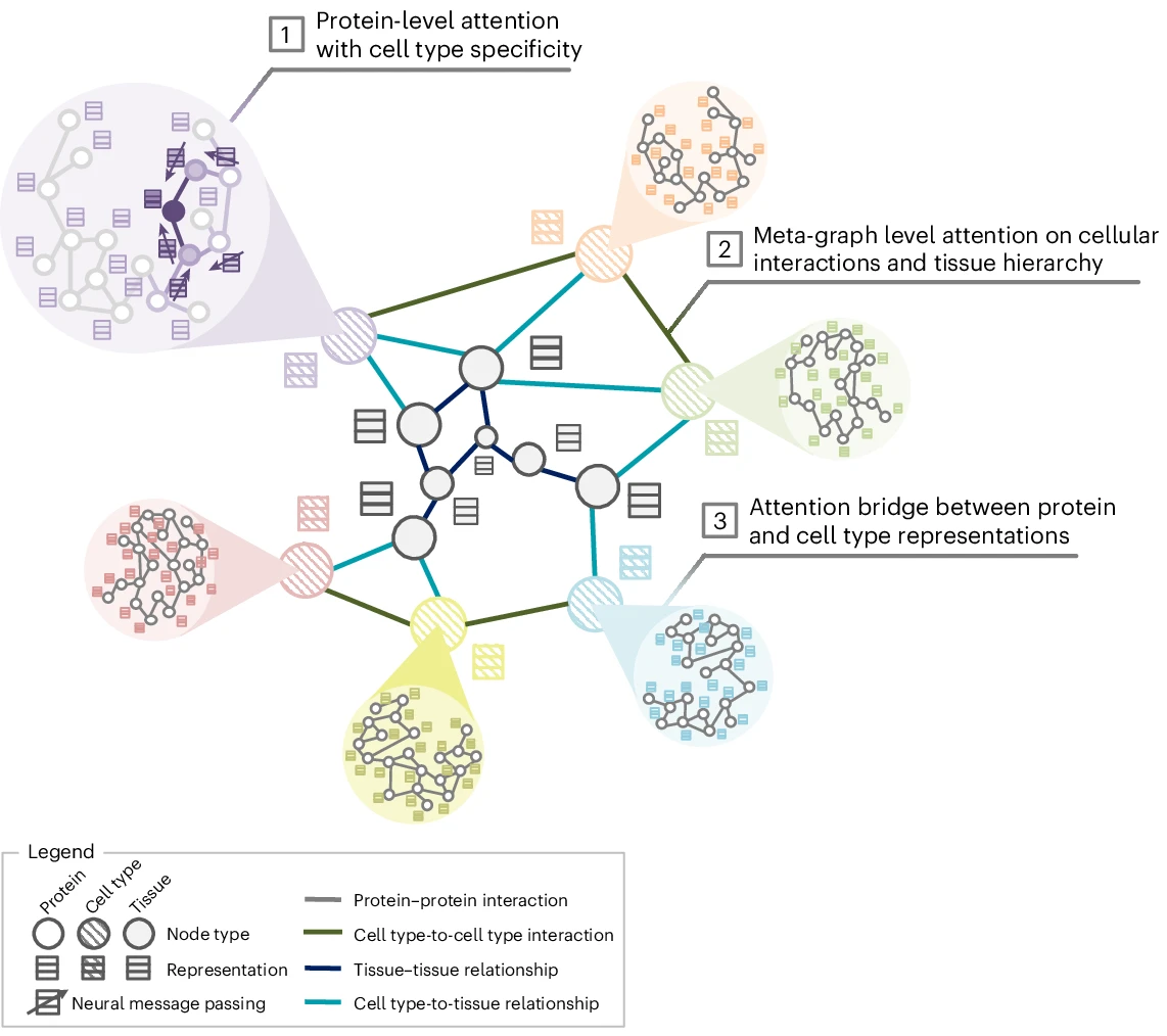 Context Matters for Foundation Models in Biology - Kempner Institute