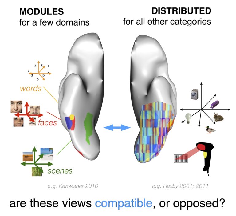 Contrastive Learning Explains the Emergence and Function of Visual ...