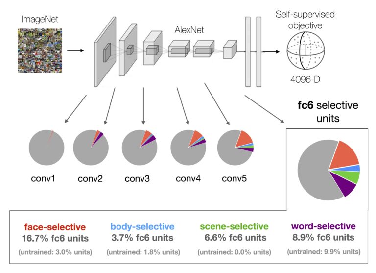 Contrastive Learning Explains the Emergence and Function of Visual ...