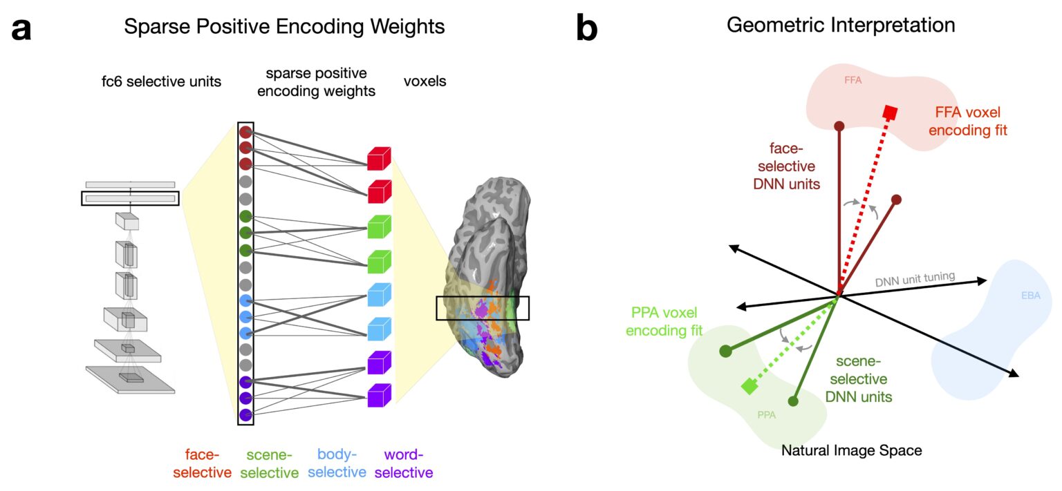 Contrastive Learning Explains the Emergence and Function of Visual ...
