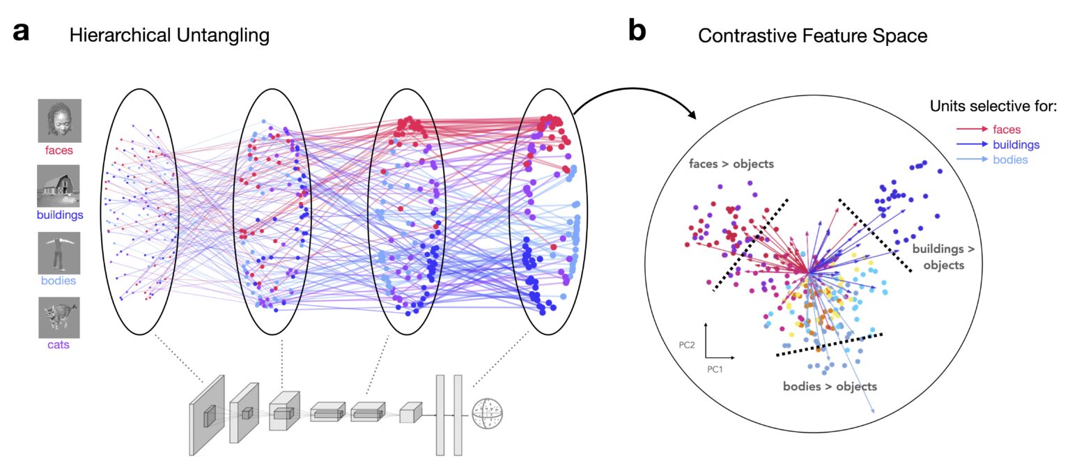 Contrastive Learning Explains the Emergence and Function of Visual ...