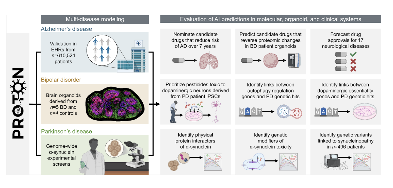 PROTON: A Relational Foundation Model for Neurological Discovery ...